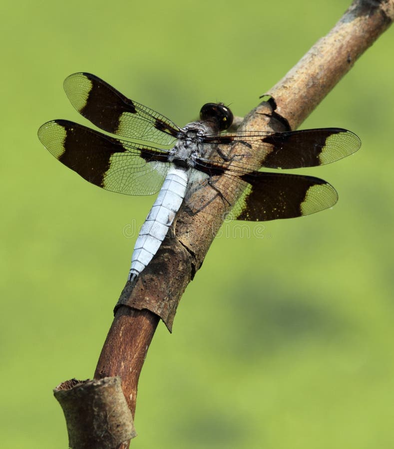 Common Whitetail Dragonfly stock image. Image of colorful - 25620795