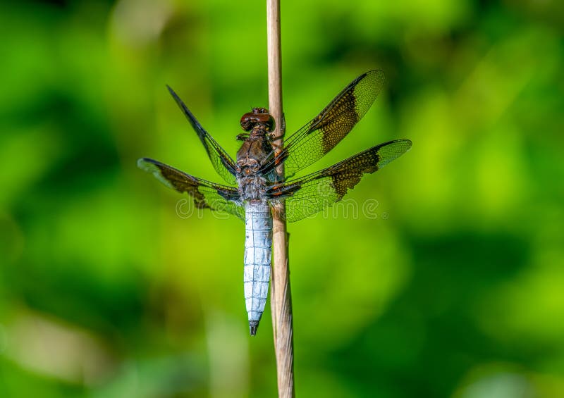 Common Whitetail Dragonfly stock image. Image of beauty - 276155833