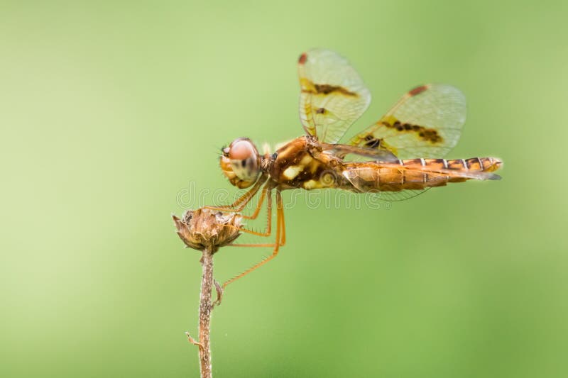 Common Whitetail Dragonfly stock image. Image of closeup - 277240909