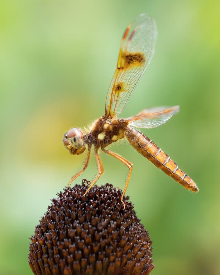 Common Whitetail IX stock photo. Image of providence - 61171206