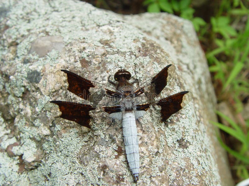Common Whitetail Skimmer Dragonfly Libellula Lydia on a Stone Stock ...