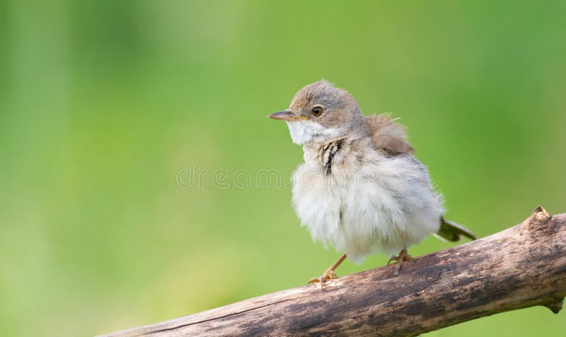 Common Whitethroat, Sylvia Communis. a Bird Sat on a Branch and Ruffled ...