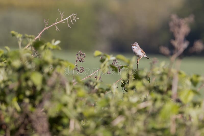 Common Whitethroat Perched on a Bramble Singing in the Spring Sunshine ...
