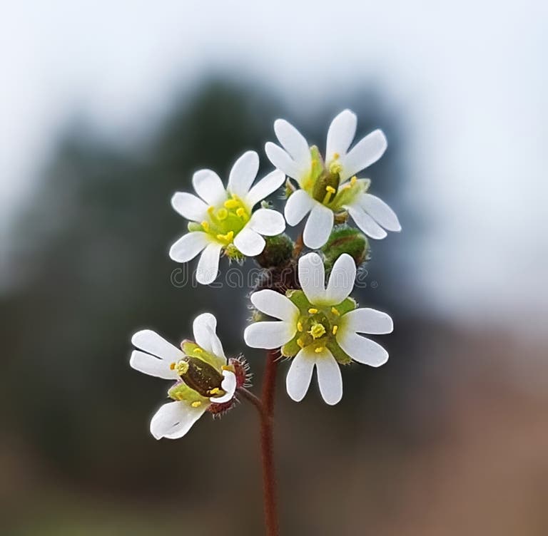 Common Whitlowgrass (Draba Verna) Stock Image - Image of wild, mustard ...