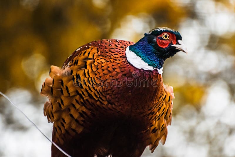 Common Ringneck Pheasant, Phasianus Colchicus Stock Photo - Image of ...