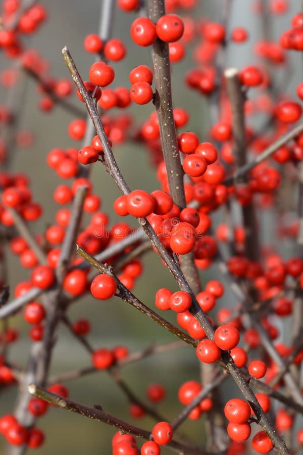 Common winterberry stock photo. Image of garden, bush - 164540518