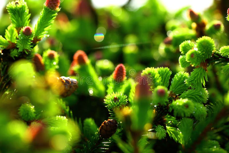 Common Wisps Occurring Practically in Every Corner of the World. Stock ...