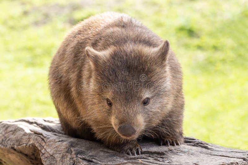 Common Wombat stock image. Image of brown, nature, wombat - 315431535