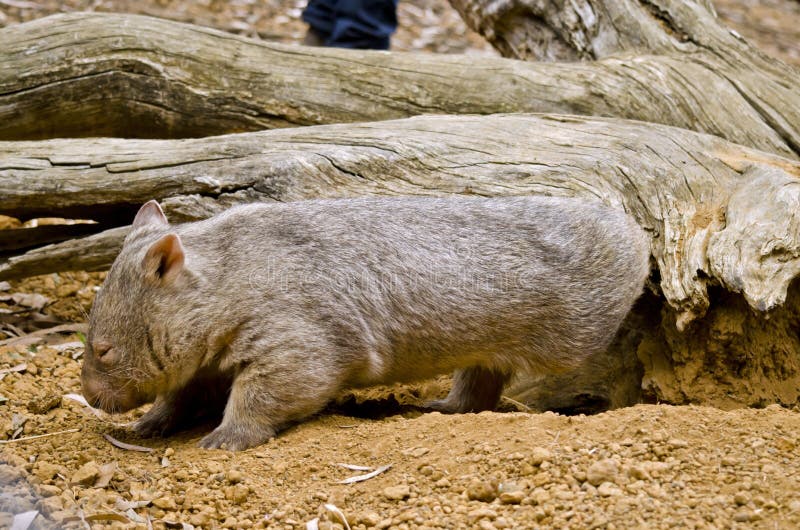 The Common Wombat Walks Like a Dog on 4 Legs Stock Photo - Image of ...