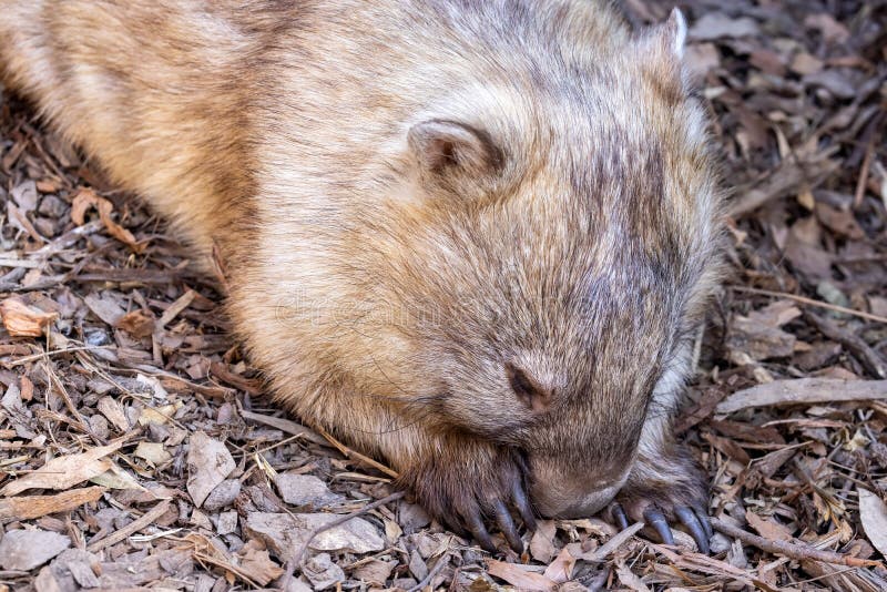 Common Wombat stock photo. Image of close, common, wombat - 217333844