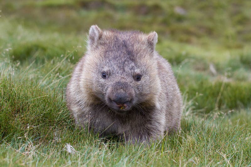 The Common Wombat is Brown and Furry Stock Image - Image of mammal ...
