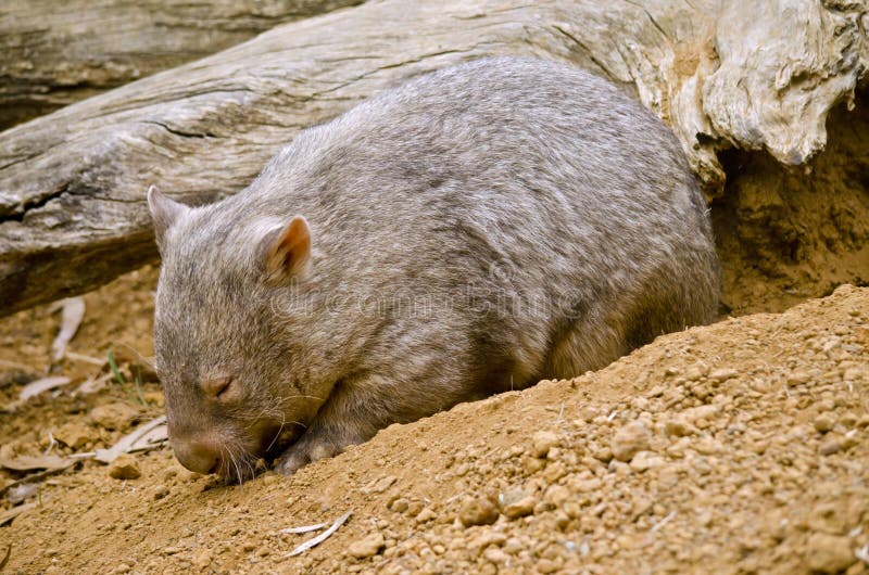 The Common Wombat is Brown and Furry Stock Image - Image of mammal ...