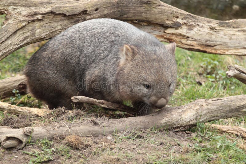 Common wombat stock photo. Image of common, animal, strolling - 374295222