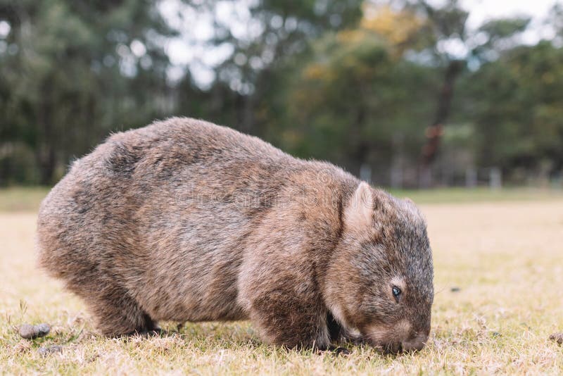 Common Wombat Eating Grass in a Field. Stock Image - Image of grass ...