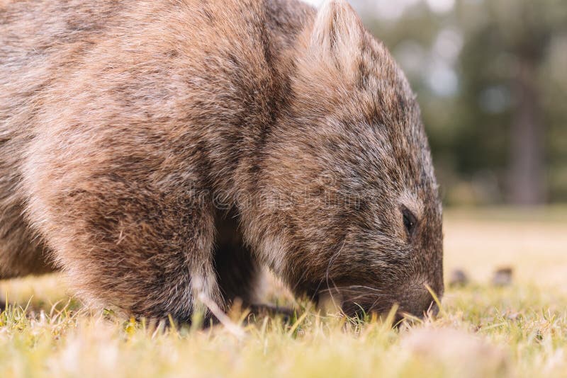 Common Wombat Eating Grass in a Field. Stock Image - Image of wild ...