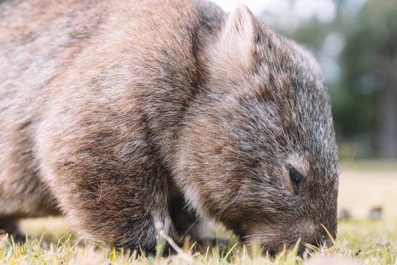 Common Wombat Eating Grass in a Field. Stock Image - Image of wildlife ...