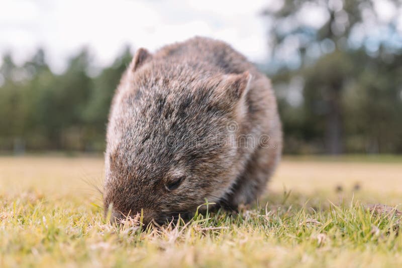 Common Wombat Eating Grass in a Field. Stock Image - Image of nature ...