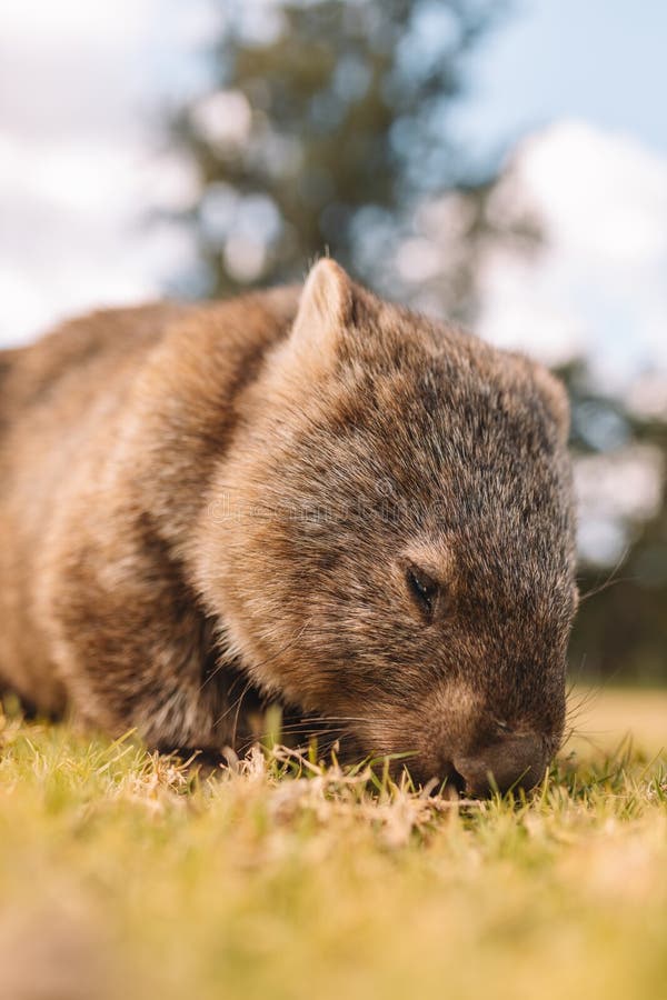 Common Wombat Eating Grass in a Field. Stock Photo - Image of nature ...