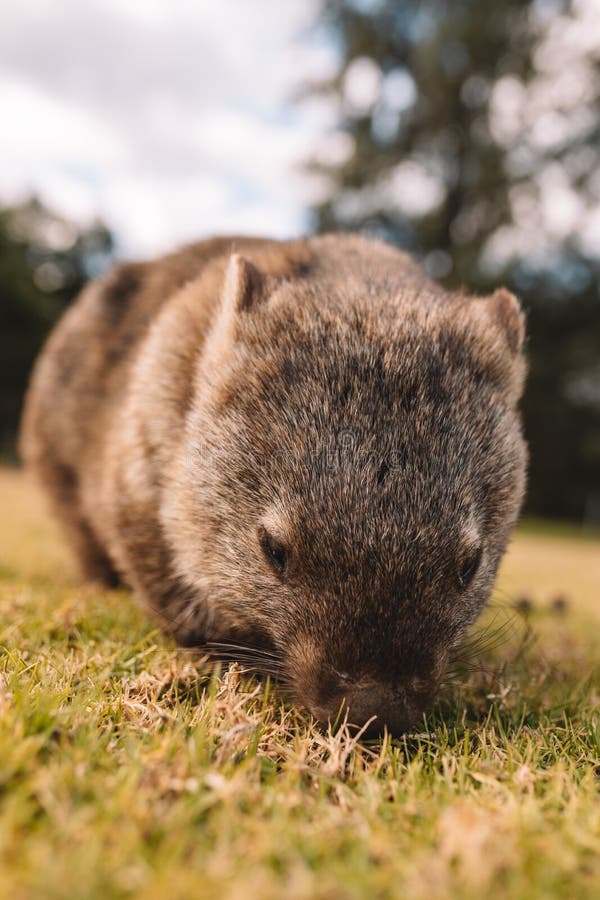 Common Wombat Eating Grass in a Field. Stock Image - Image of eating ...