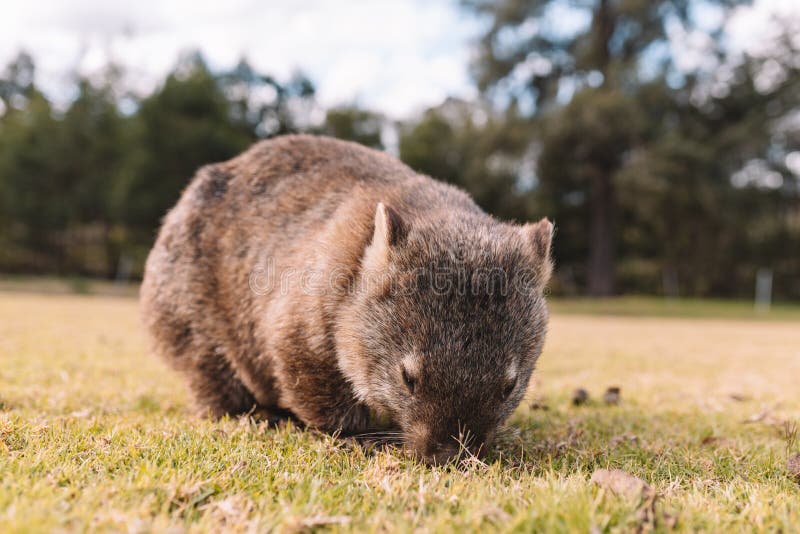Common Wombat Eating Grass in a Field. Stock Image - Image of wildlife ...