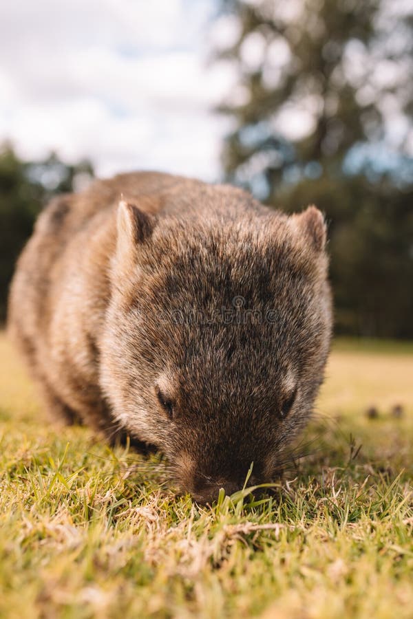 Common Wombat Eating Grass in a Field. Stock Photo - Image of outdoors ...