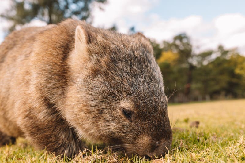 Common Wombat Eating Grass in a Field. Stock Photo - Image of feeding ...