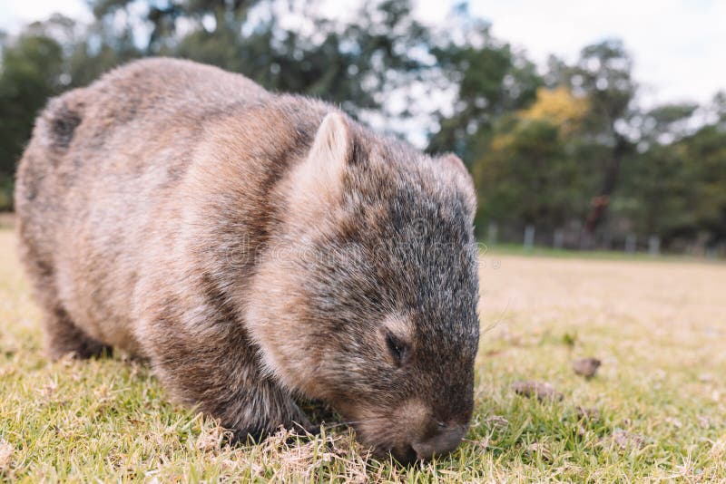 Common Wombat Eating Grass in a Field. Stock Image - Image of grass ...