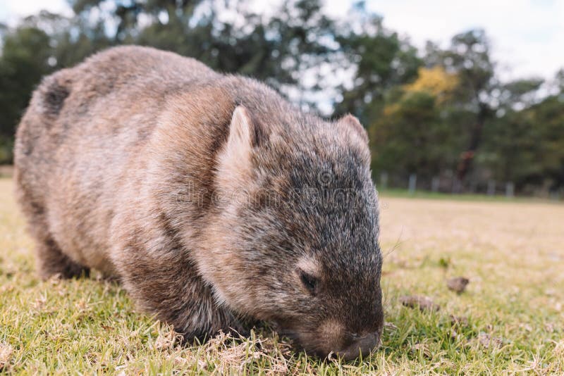 Common Wombat Eating Grass in a Field. Stock Image - Image of wildlife ...