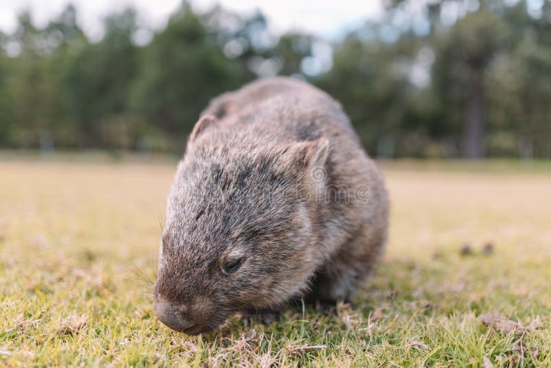 Common Wombat Eating Grass in a Field. Stock Image - Image of wild ...