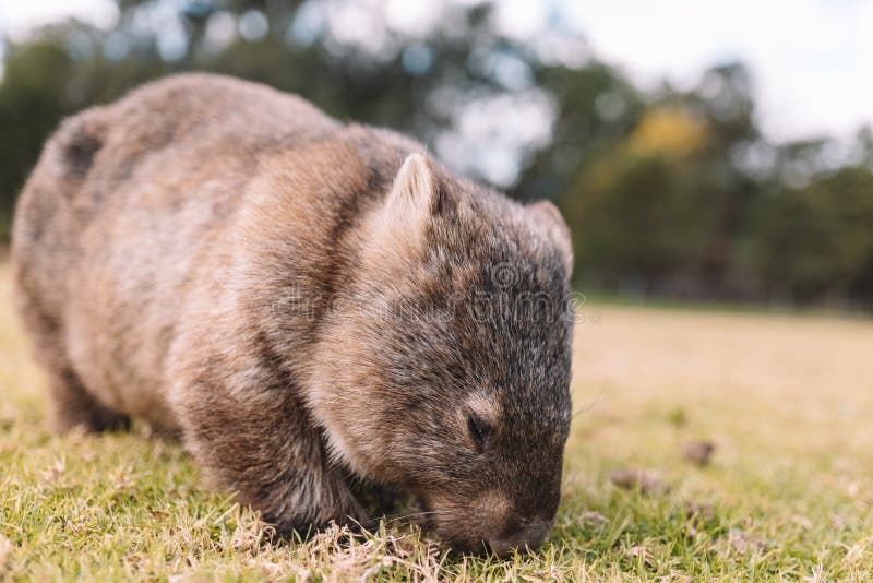 Common Wombat Eating Grass in a Field. Stock Photo - Image of feeding ...
