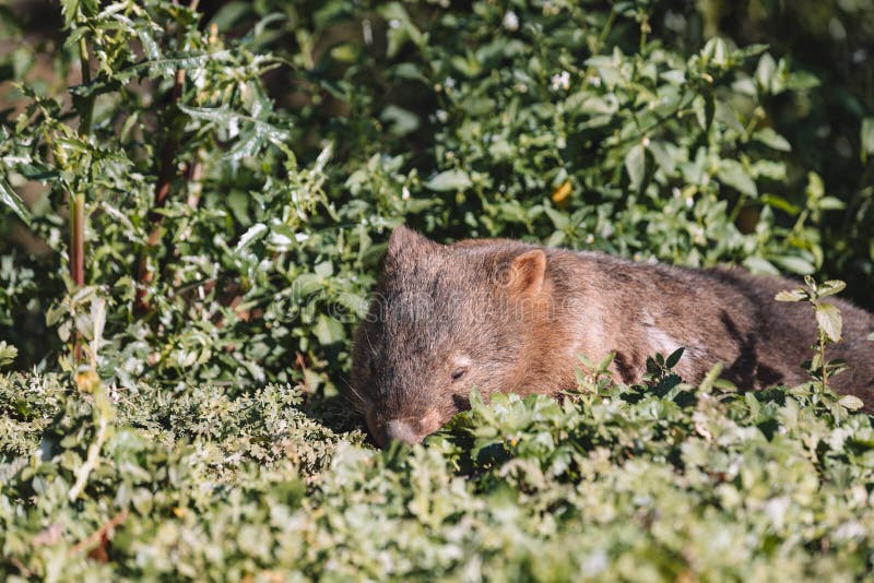 Common Wombat Eating Grass in a Field. Stock Image - Image of eating ...