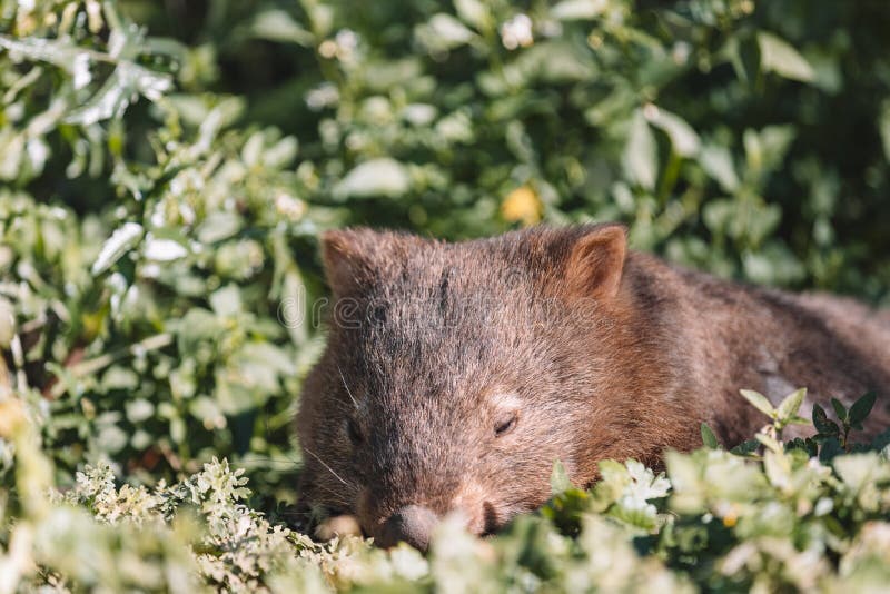 Common Wombat Eating Grass in a Field. Stock Photo - Image of feeding ...