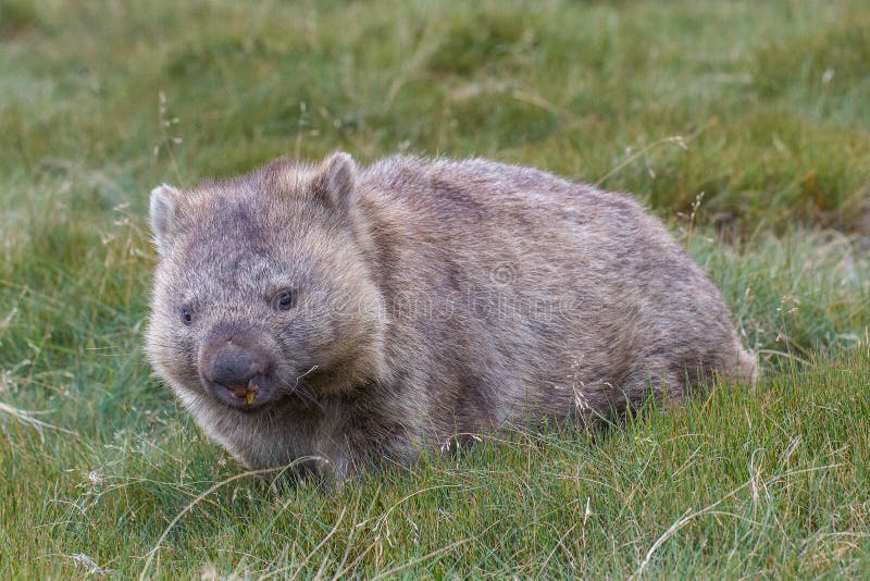 Common Wombat stock photo. Image of feeding, common - 189165090
