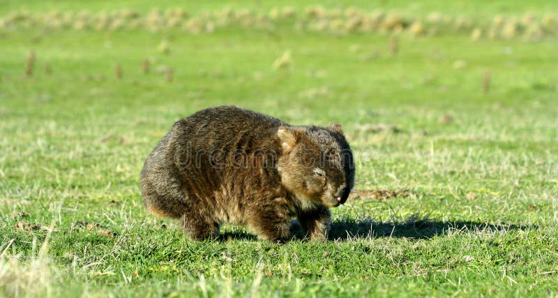 Wombat Standing Stock Photos - Free & Royalty-Free Stock Photos from ...