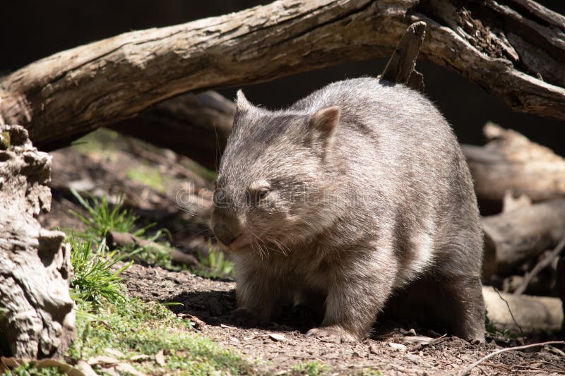The Common Wombat is Looking for Food Stock Photo - Image of nosed ...