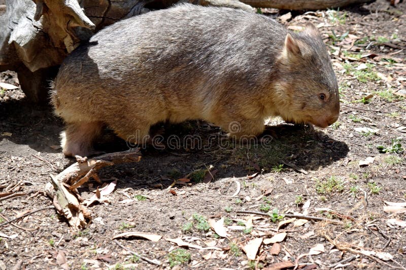 This is a Side View of a Common Wombat Stock Photo - Image of brown ...