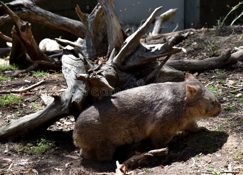 This is a Side View of a Common Wombat Stock Image - Image of whiskers ...