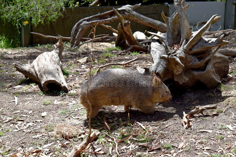 This is a Side View of a Common Wombat Stock Image - Image of outdoors ...