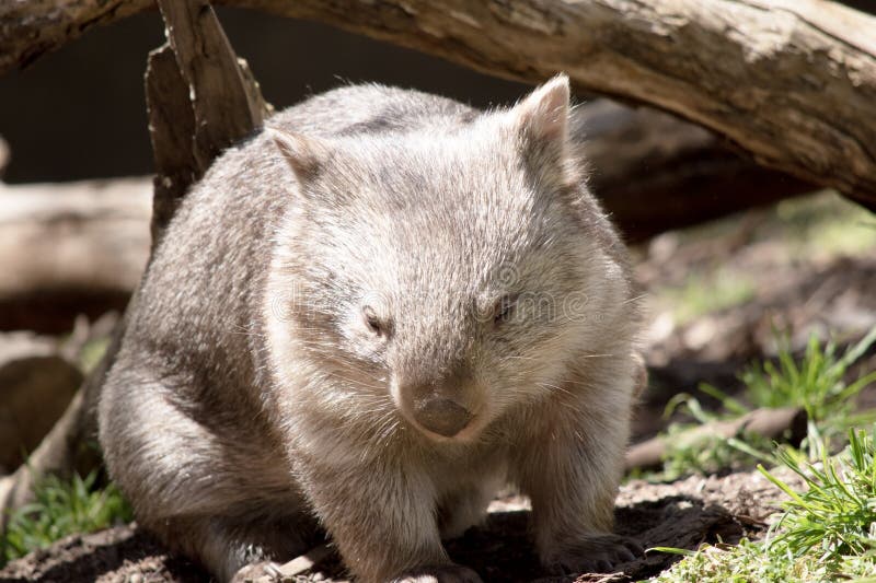 The Common Wombat is Looking for Food Stock Photo - Image of animals ...