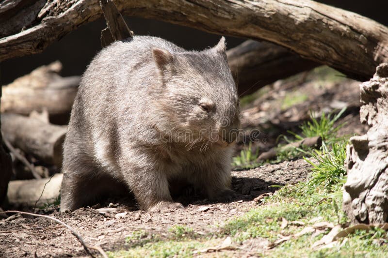 The Wombat Has Just Left His Burrow Stock Photo - Image of animals ...