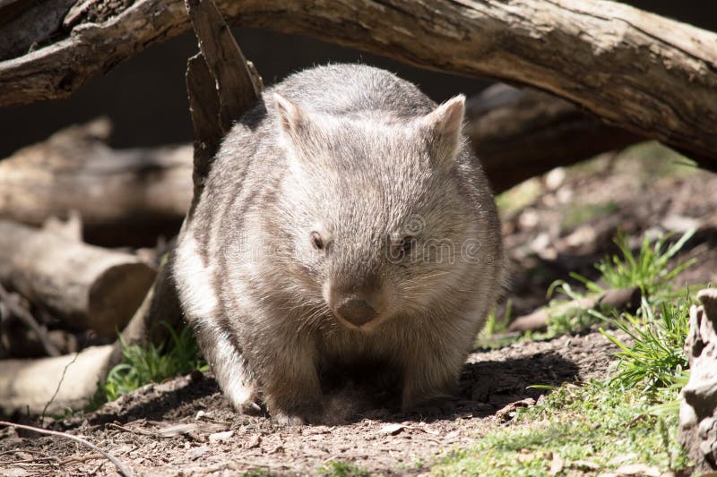 This is a Close Up of a Common Wombat Stock Image - Image of outdoors ...