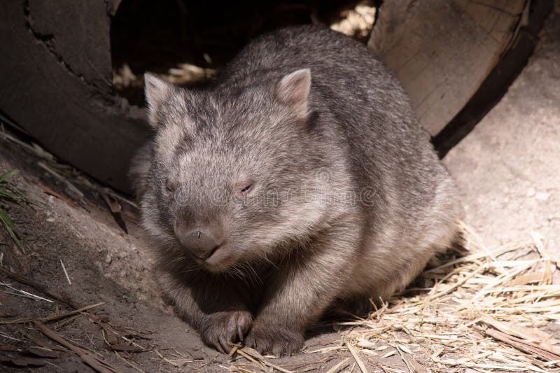 This is a Close Up of a Common Wombat Stock Image - Image of common ...