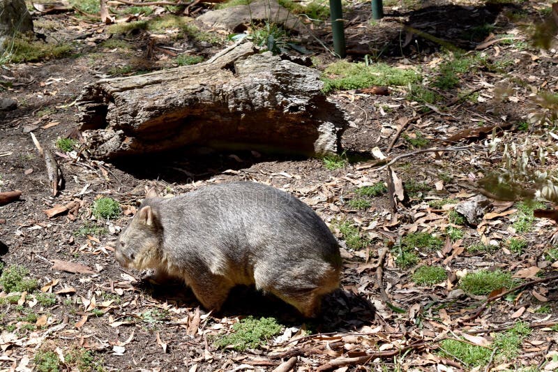 A Side View of a Common Wombat Stock Image - Image of reserve ...