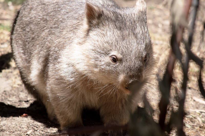 This is a Close Up of a Common Wombat Stock Photo - Image of close ...