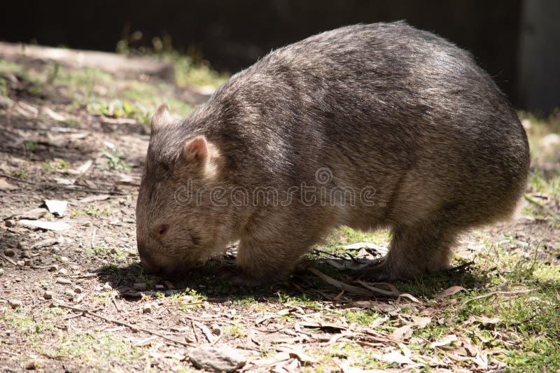This is a Side View of a Common Wombat Stock Image - Image of wild ...