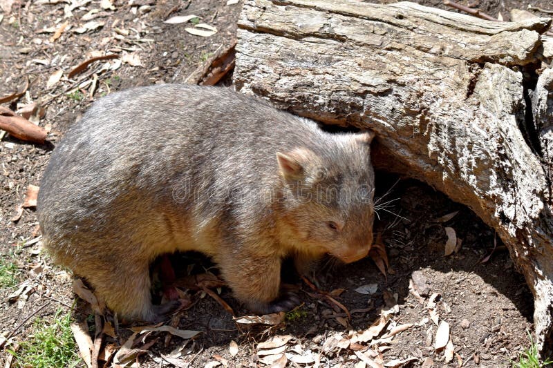 The Wombat is Entering Its Burrow Stock Image - Image of common ...