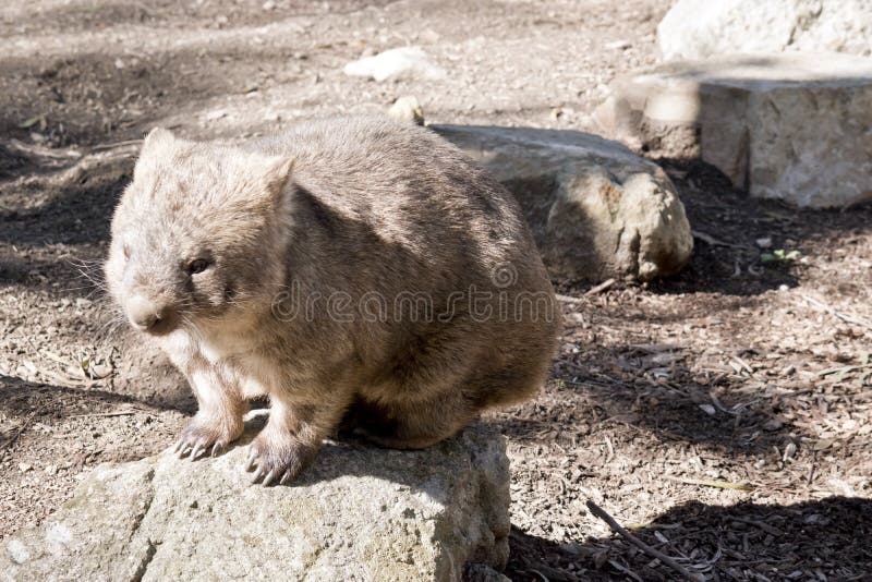 The Common Wombat is Brown and Furry Stock Image - Image of mammal ...