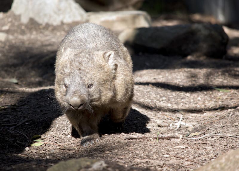 Wombat stock image. Image of animal, australia, hairy - 22253625