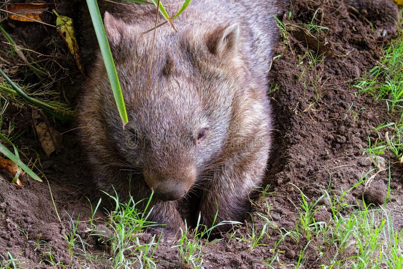 Common wombat stock photo. Image of marsupial, nosed - 270688506