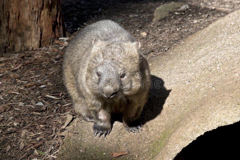 The Common Wombat is Brown and Furry Stock Image - Image of mammal ...